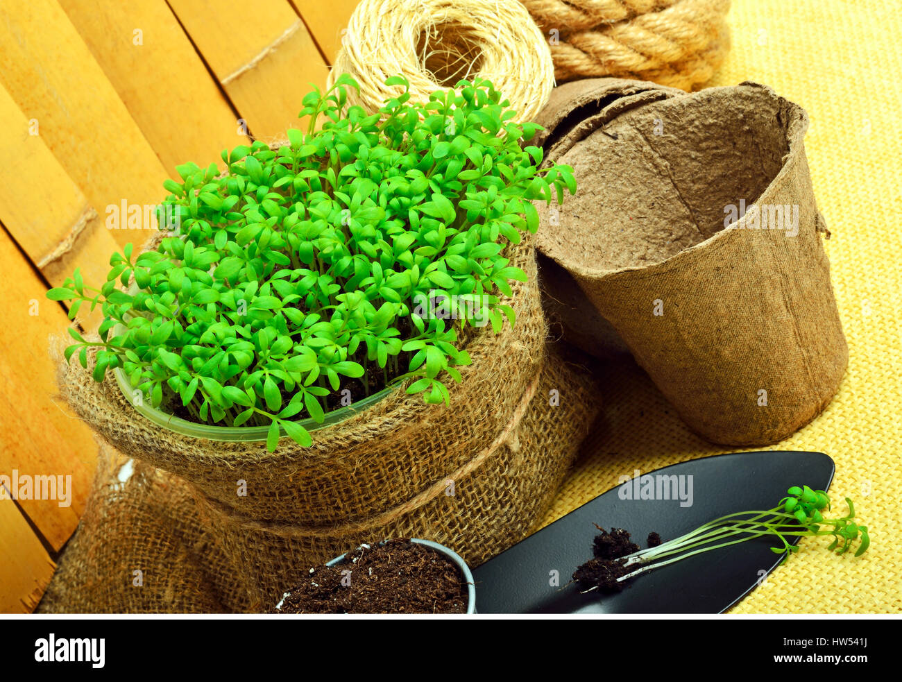 Cress salad on the flower bed with rake, shovel, peat cups, rope ...