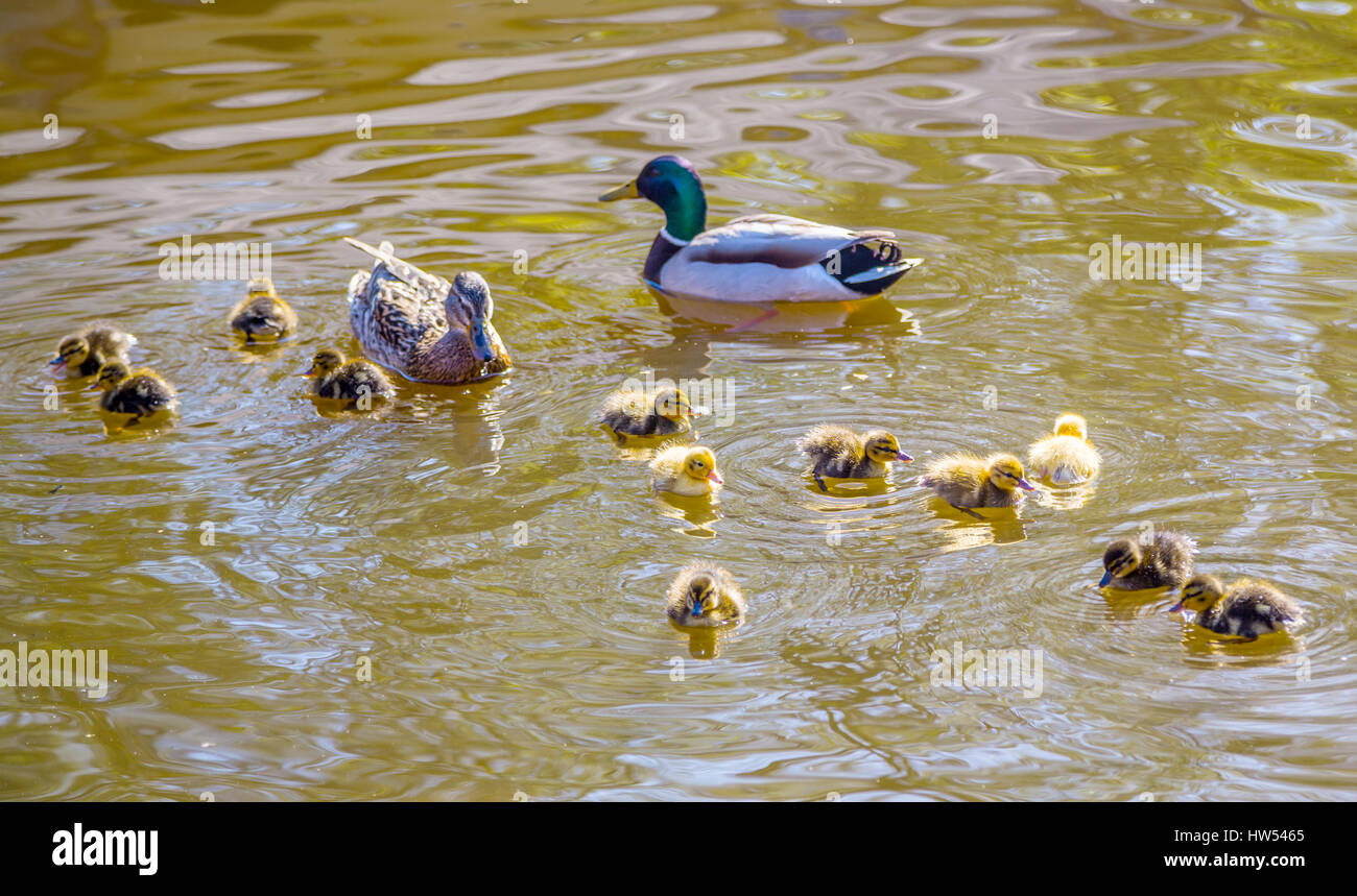 Mallard ducklings mom dad hi-res stock photography and images - Alamy