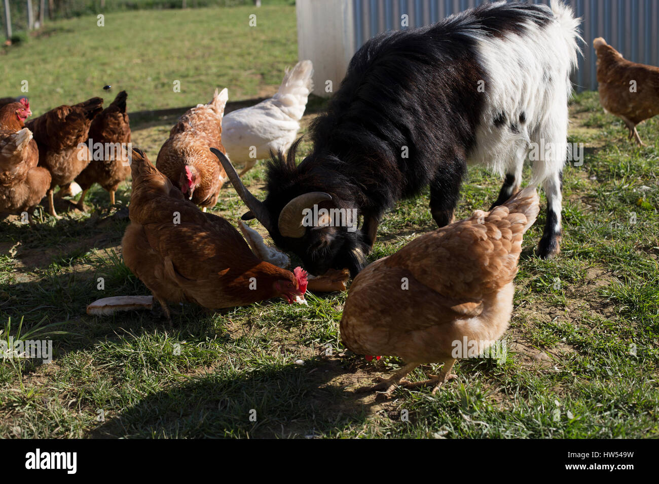 Male goat eating bread hi-res stock photography and images - Alamy
