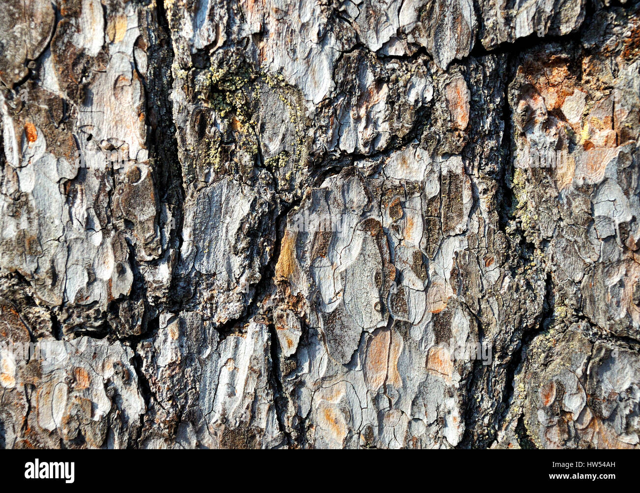 Tree bark texture background Stock Photo - Alamy
