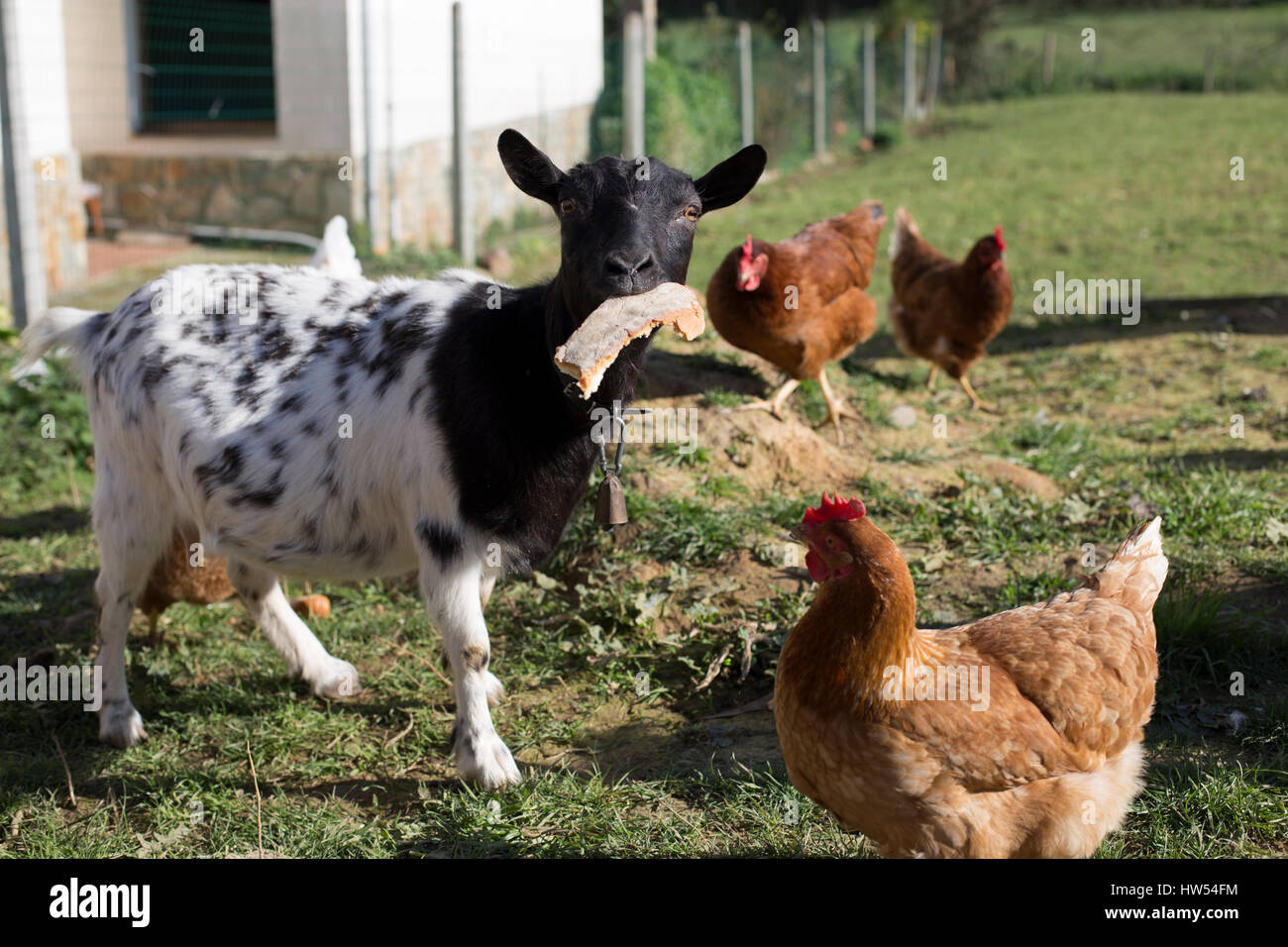 A female goat is eating bread with hens Stock Photo - Alamy
