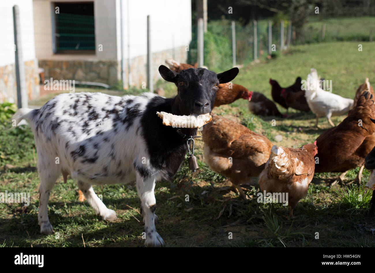 A female goat is eating bread with hens Stock Photo - Alamy