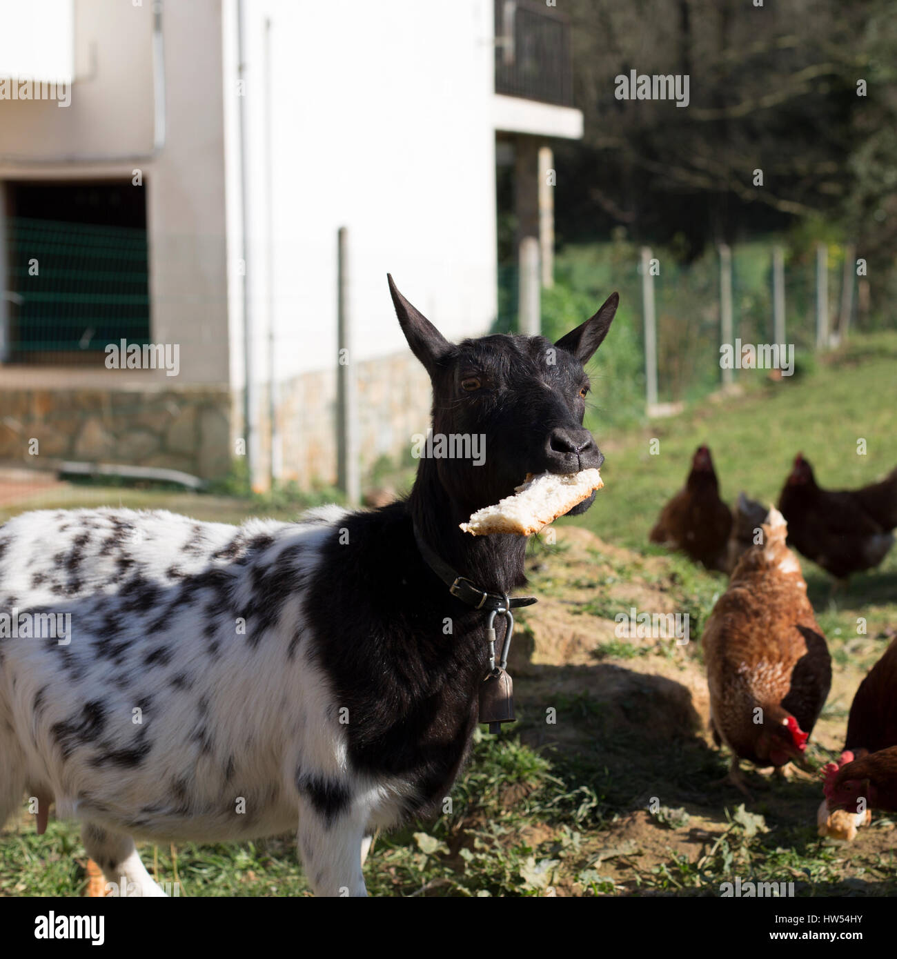 A female goat is eating bread with hens Stock Photo - Alamy