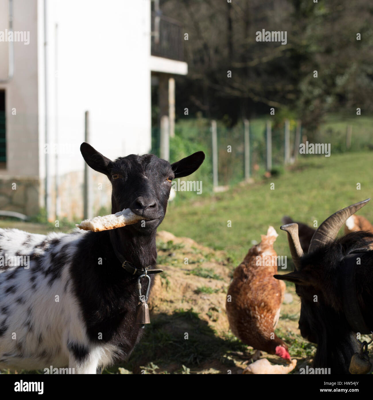 A female goat is eating bread with hens Stock Photo - Alamy