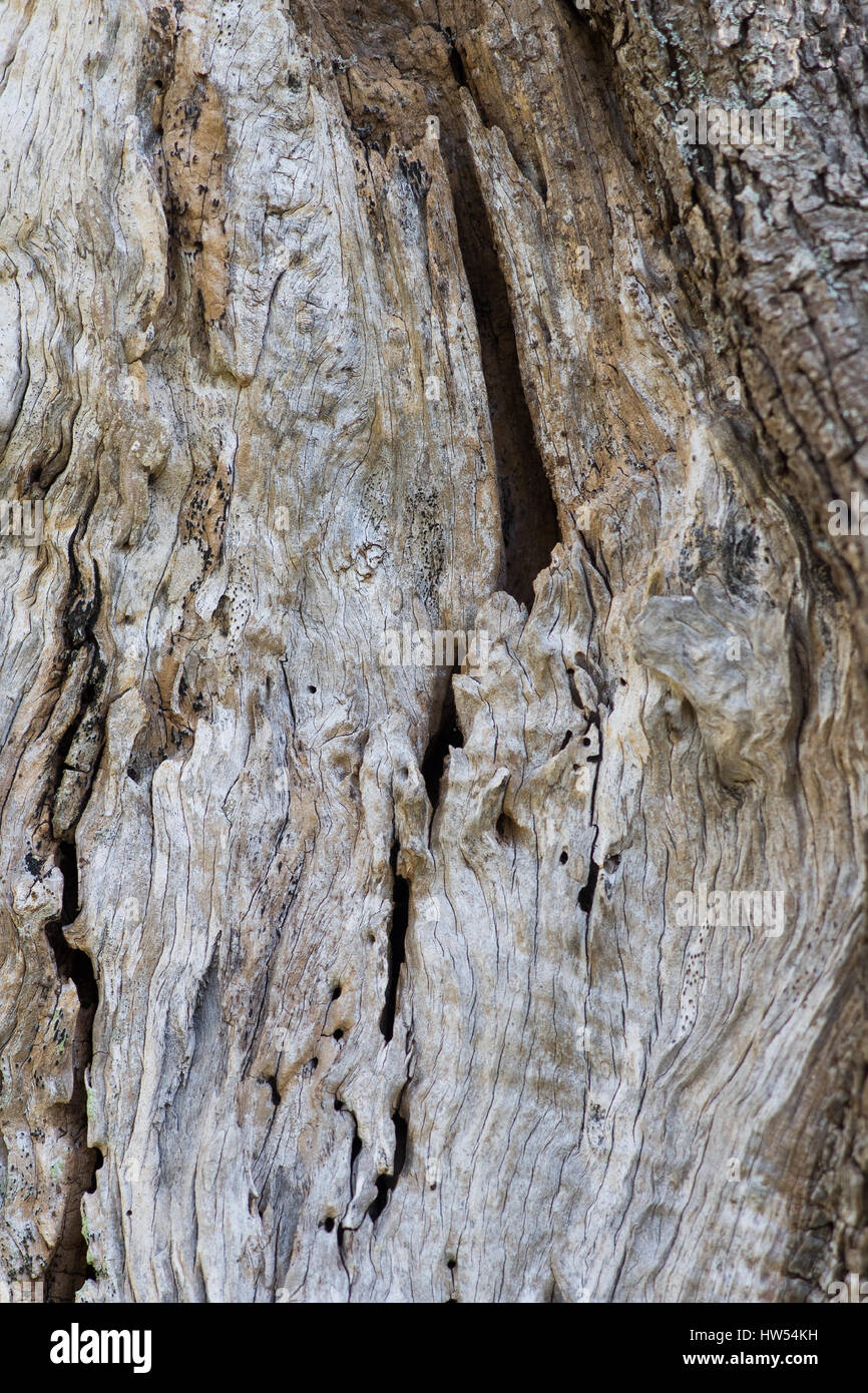Trunk of an old olive tree Stock Photo - Alamy