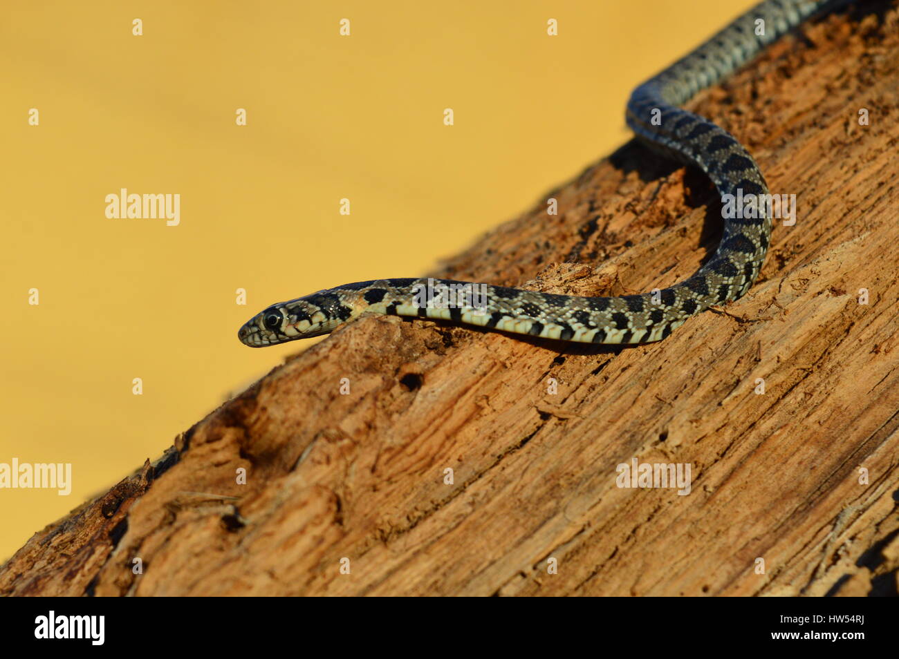 Paradise tree snake hi-res stock photography and images - Alamy