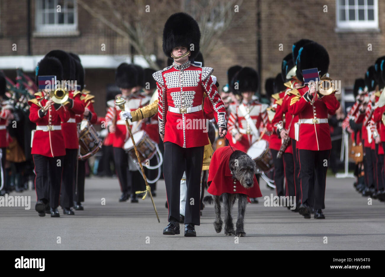 The Irish wolf hound Domhnall mascot of the Irish Guards marches onto ...