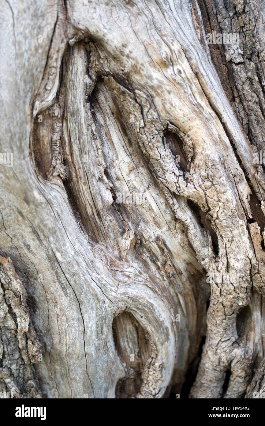 Bark of an old olive tree, close up view Stock Photo - Alamy