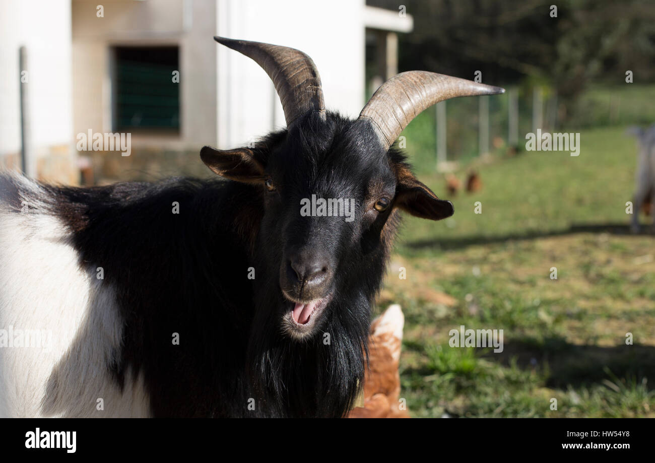 Goat with mouth open hi-res stock photography and images - Alamy