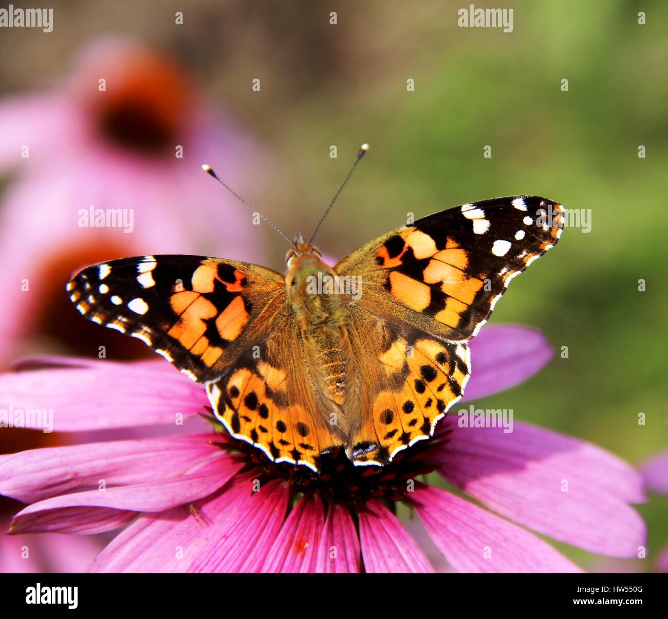 Butterfly on a flower. The insects in the terrarium Stock Photo - Alamy