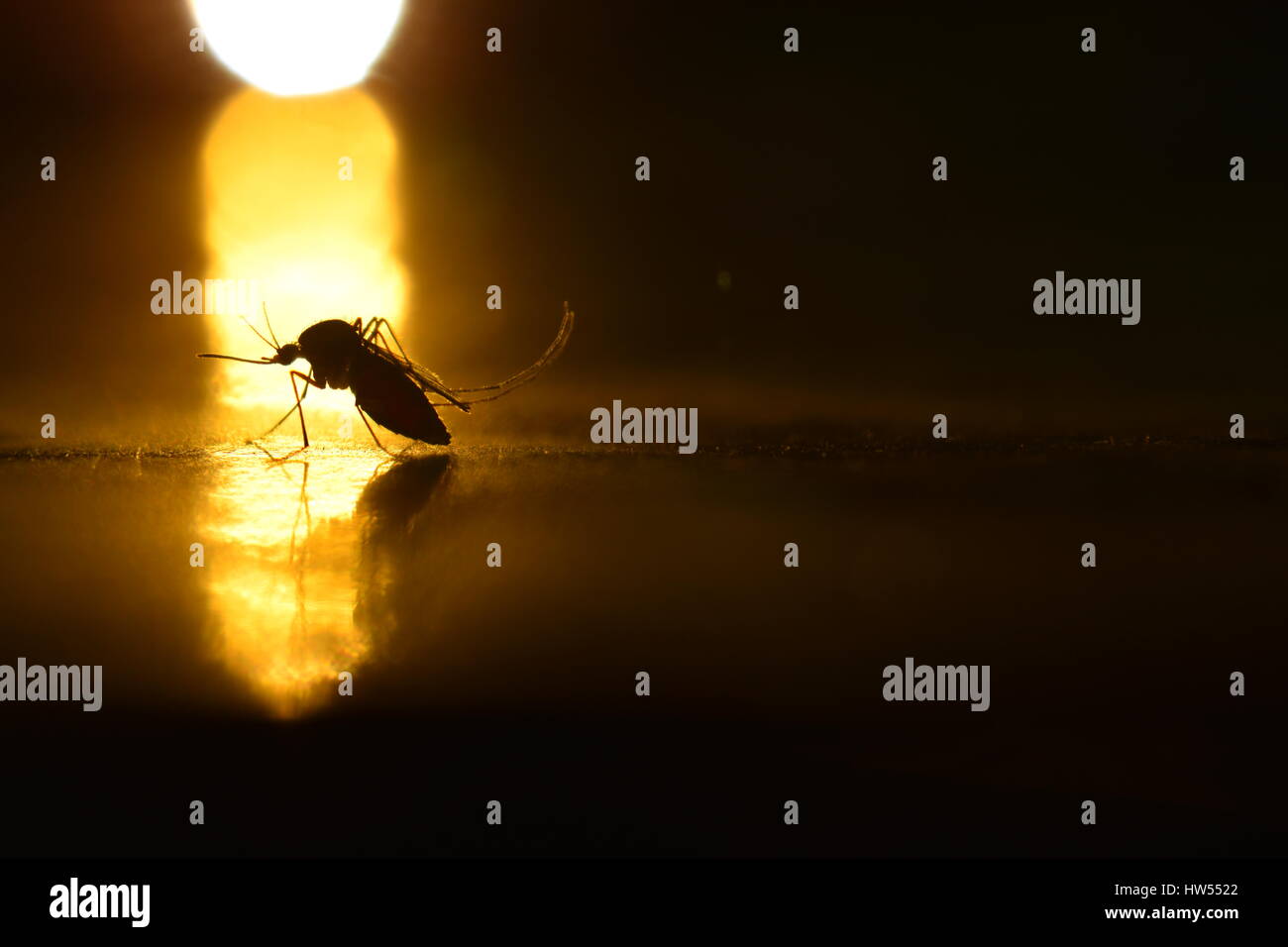 Night rider hi-res stock photography and images - Alamy