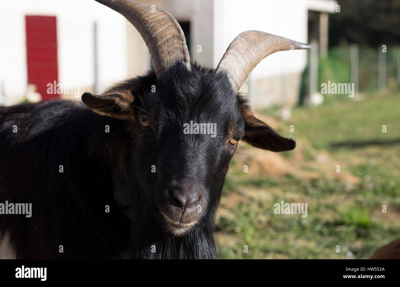 Goat farm spain hi-res stock photography and images - Alamy