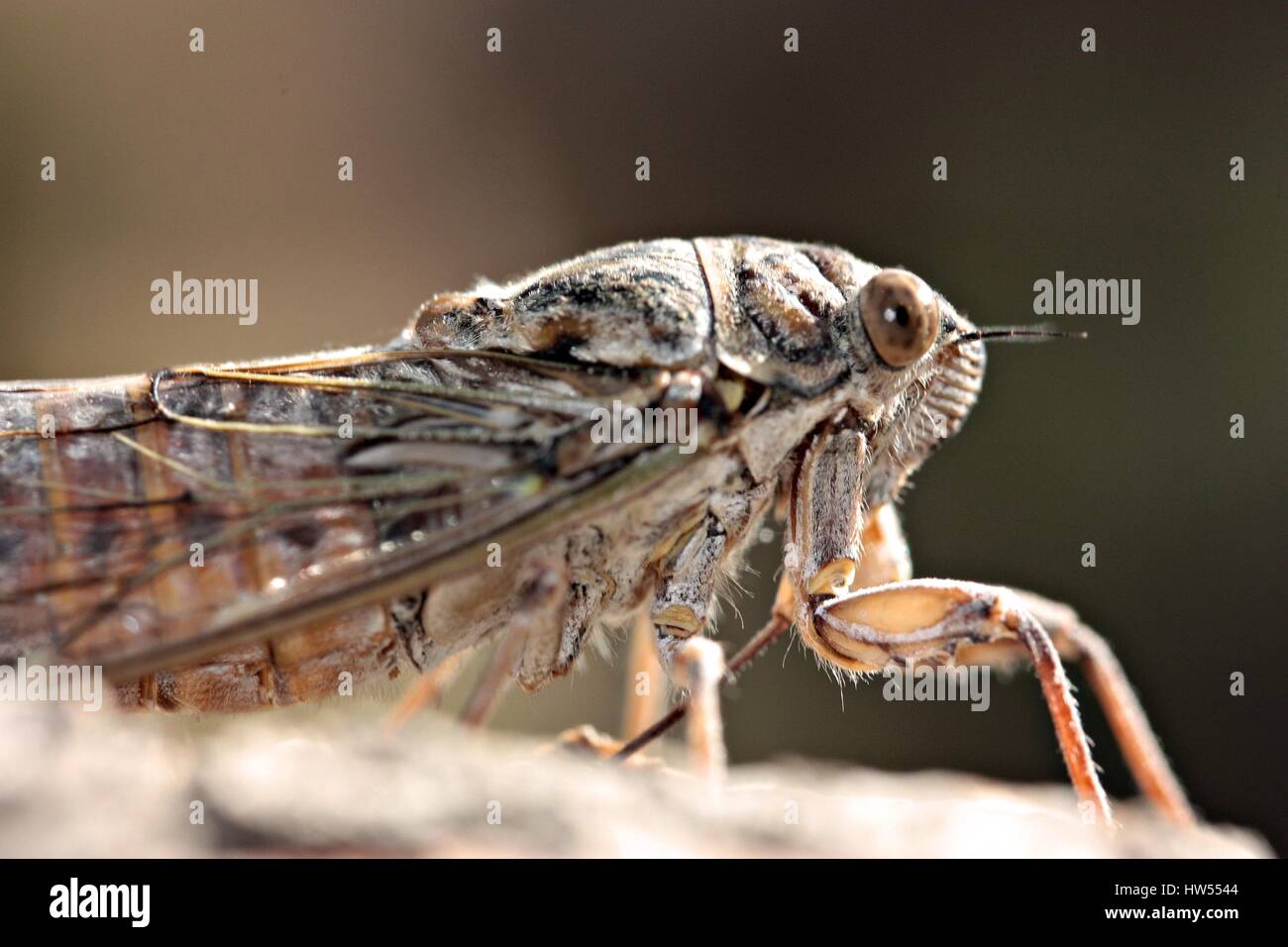 Macro shot cicada shell hi-res stock photography and images - Alamy