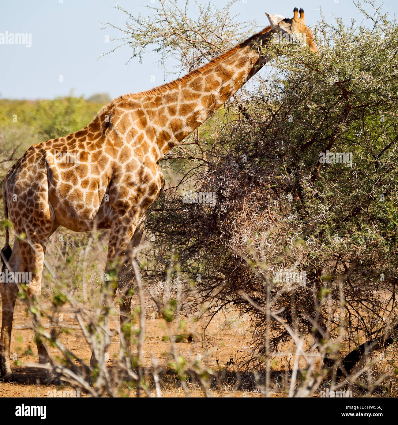 blur in south africa kruger wildlife nature reserve and wild giraffe ...