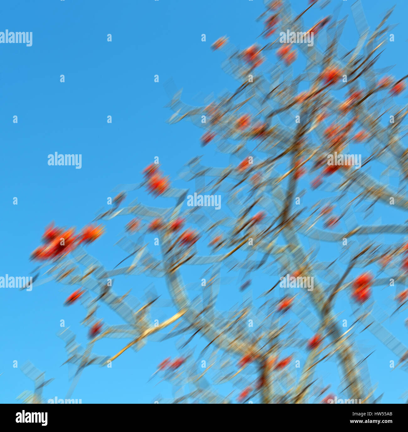 Kafferboom hi-res stock photography and images - Alamy