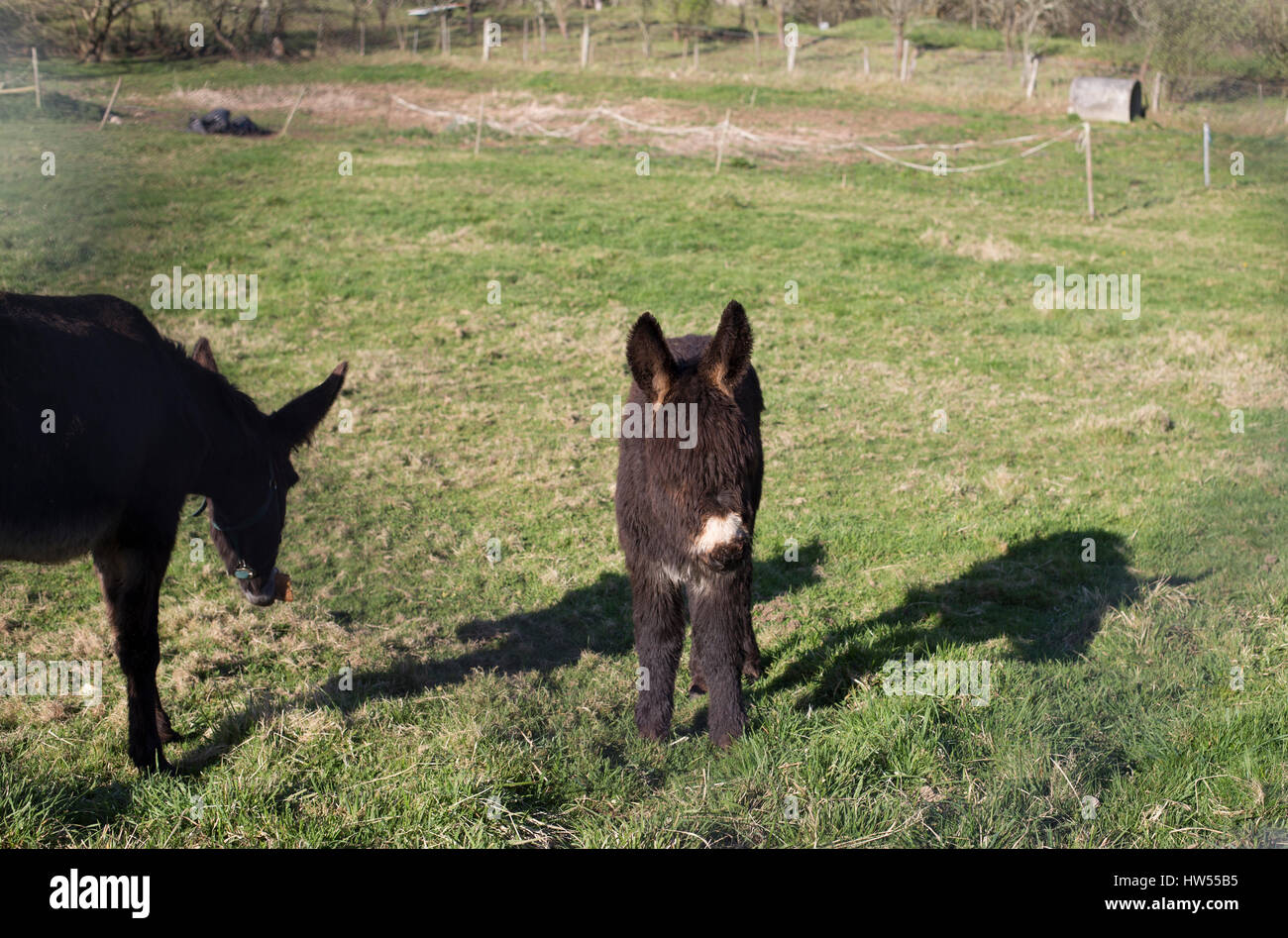 Baby donkey cute hi-res stock photography and images - Alamy