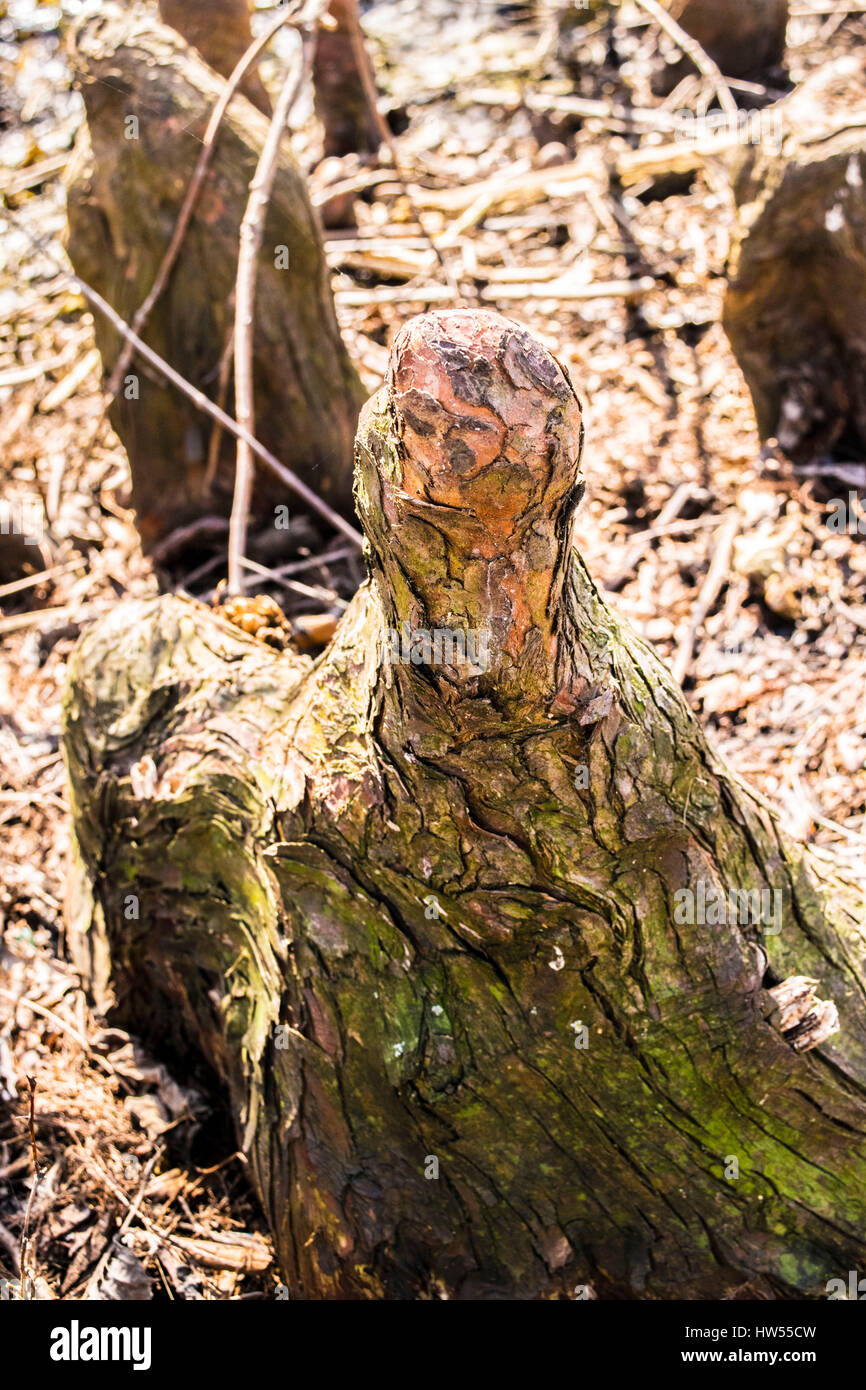 Cyprees trees hi-res stock photography and images - Alamy