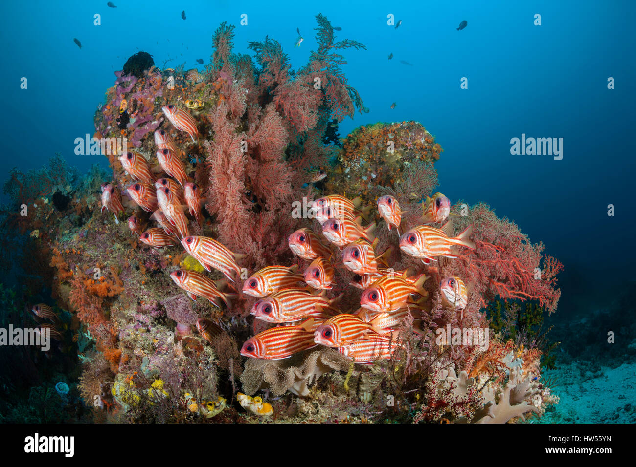 Shoal of Redcoat Squirrelfish, Sargocentron rubrum, Raja Ampat, West ...