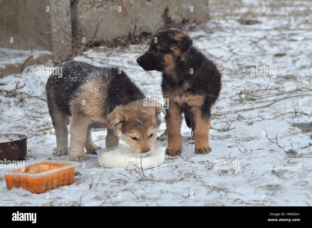 Dog, pet of all people Stock Photo - Alamy