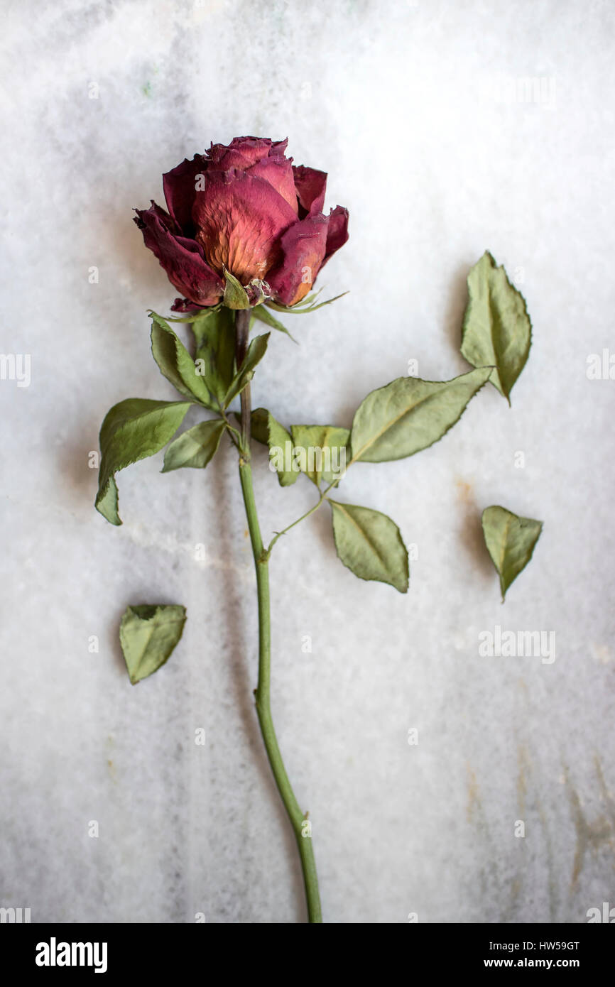 White rose on marble hi-res stock photography and images - Alamy