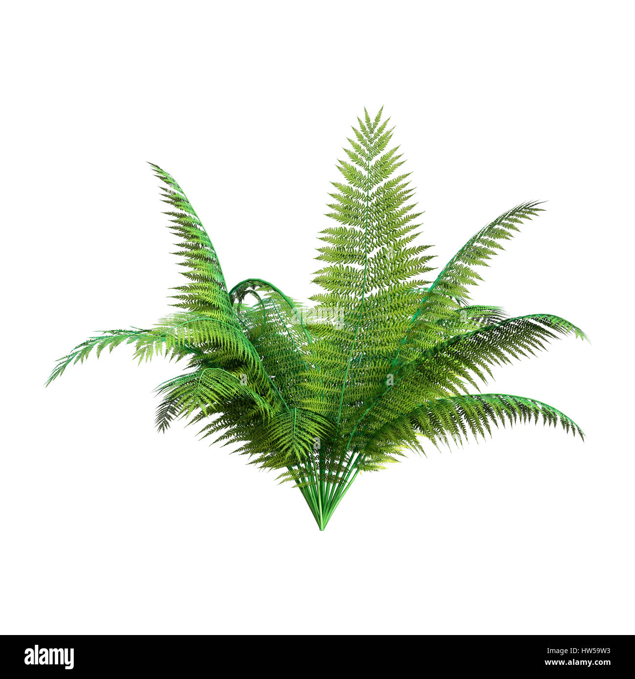 3D rendering of a giant fern plant isolated on white background Stock ...