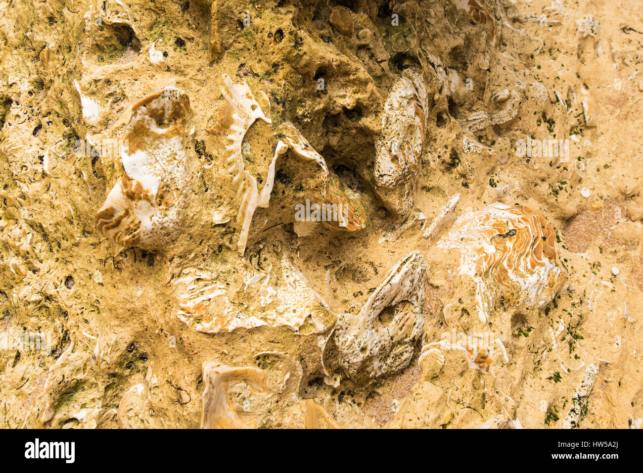 Fossil shell embedded in stone hi-res stock photography and images - Alamy