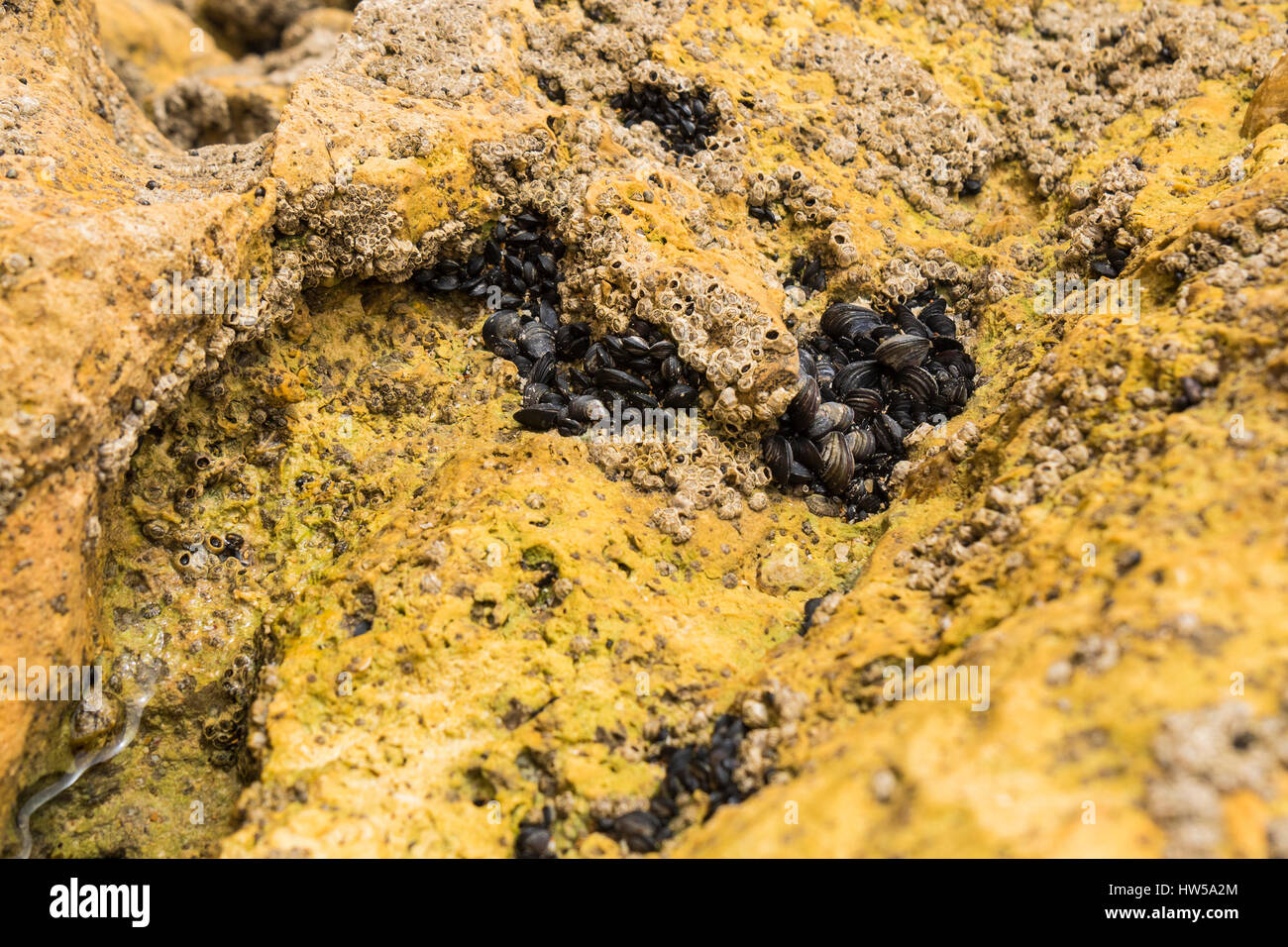 Molluscs embedded in the rock Stock Photo - Alamy