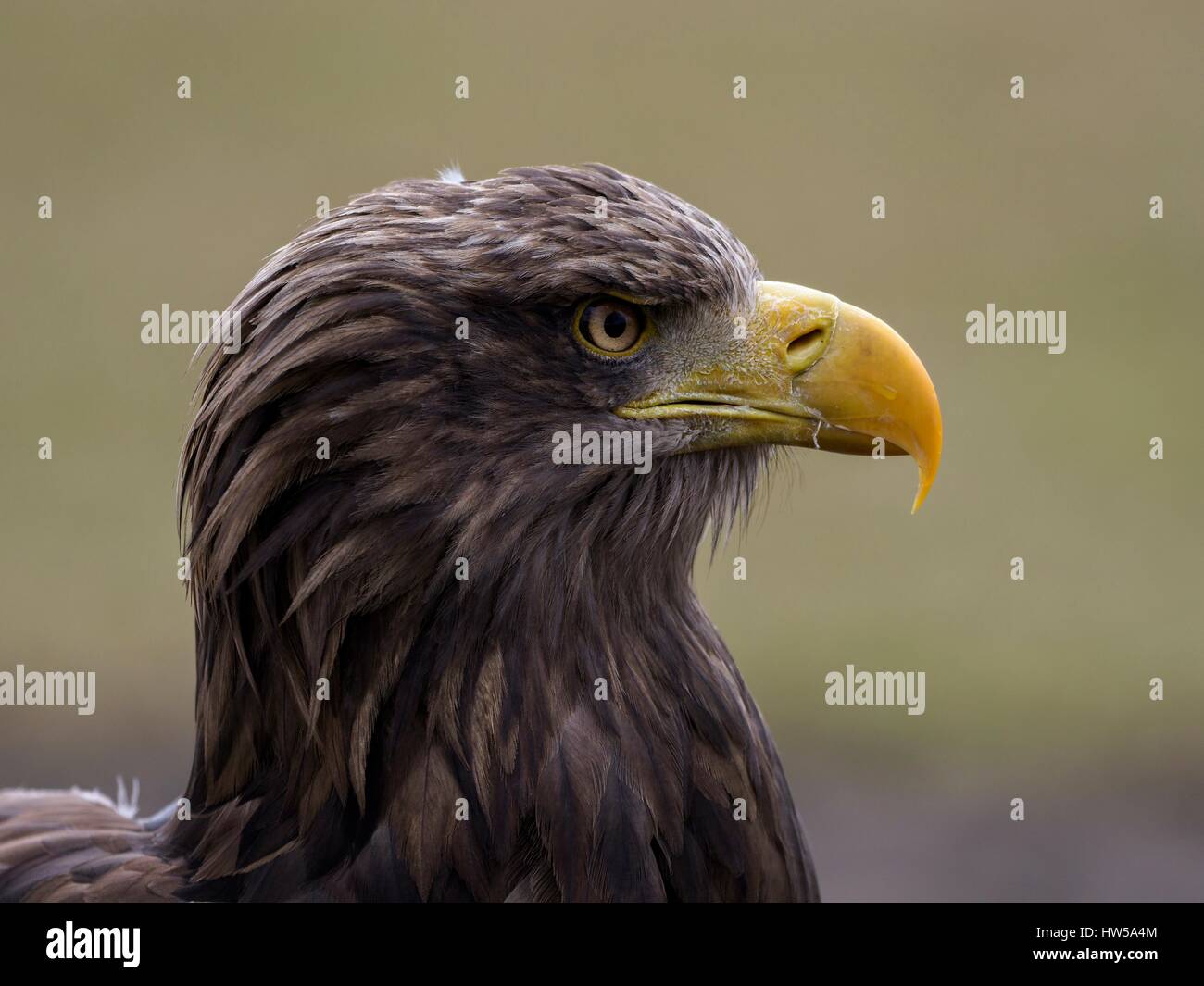Eagle beak head head hi-res stock photography and images - Alamy