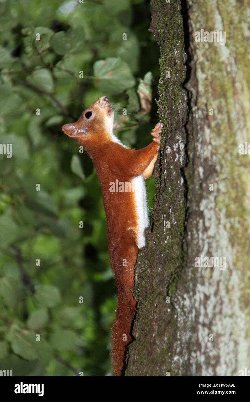 Red squirrel climbing tree hi-res stock photography and images - Alamy