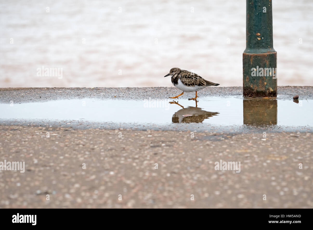 Arenaria interpres turnstone hi-res stock photography and images - Alamy