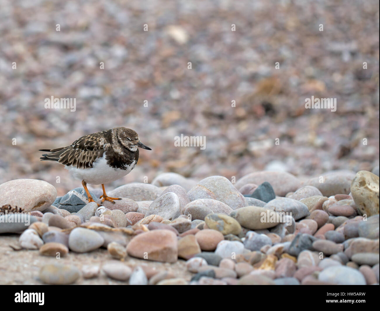 Turnstone bird hi-res stock photography and images - Alamy