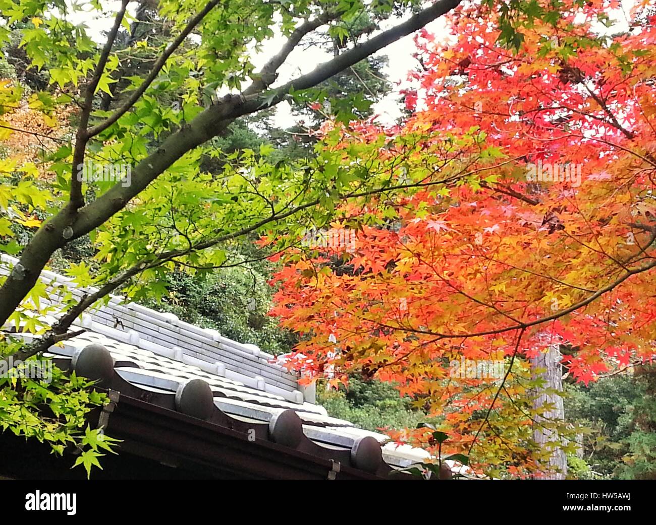 Fall foliage by a temple, Japan Stock Photo - Alamy