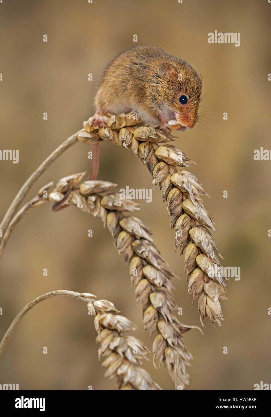 Harvest Mouse on crop Stock Photo - Alamy