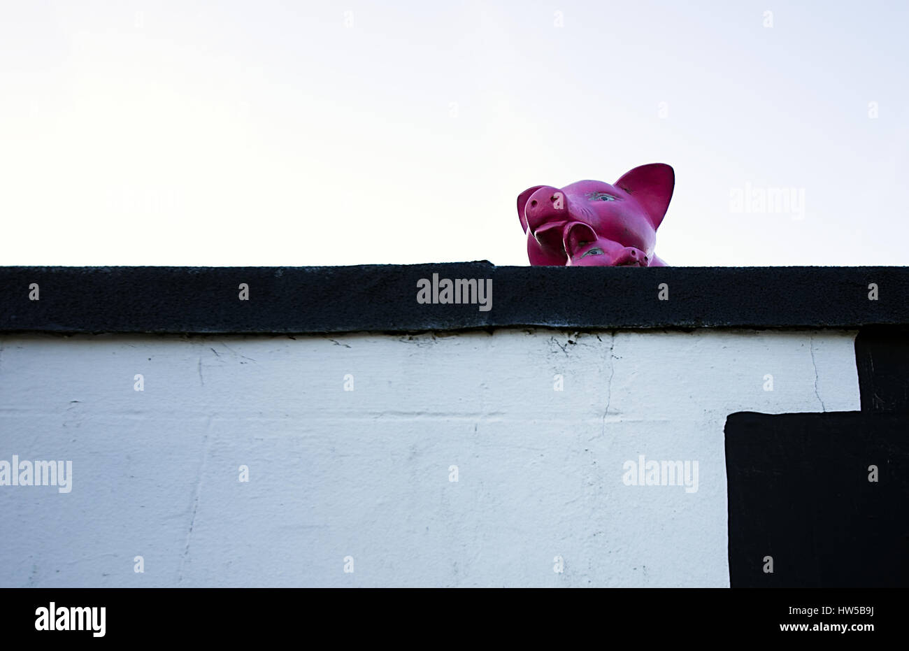 Plastic pig hi-res stock photography and images - Alamy