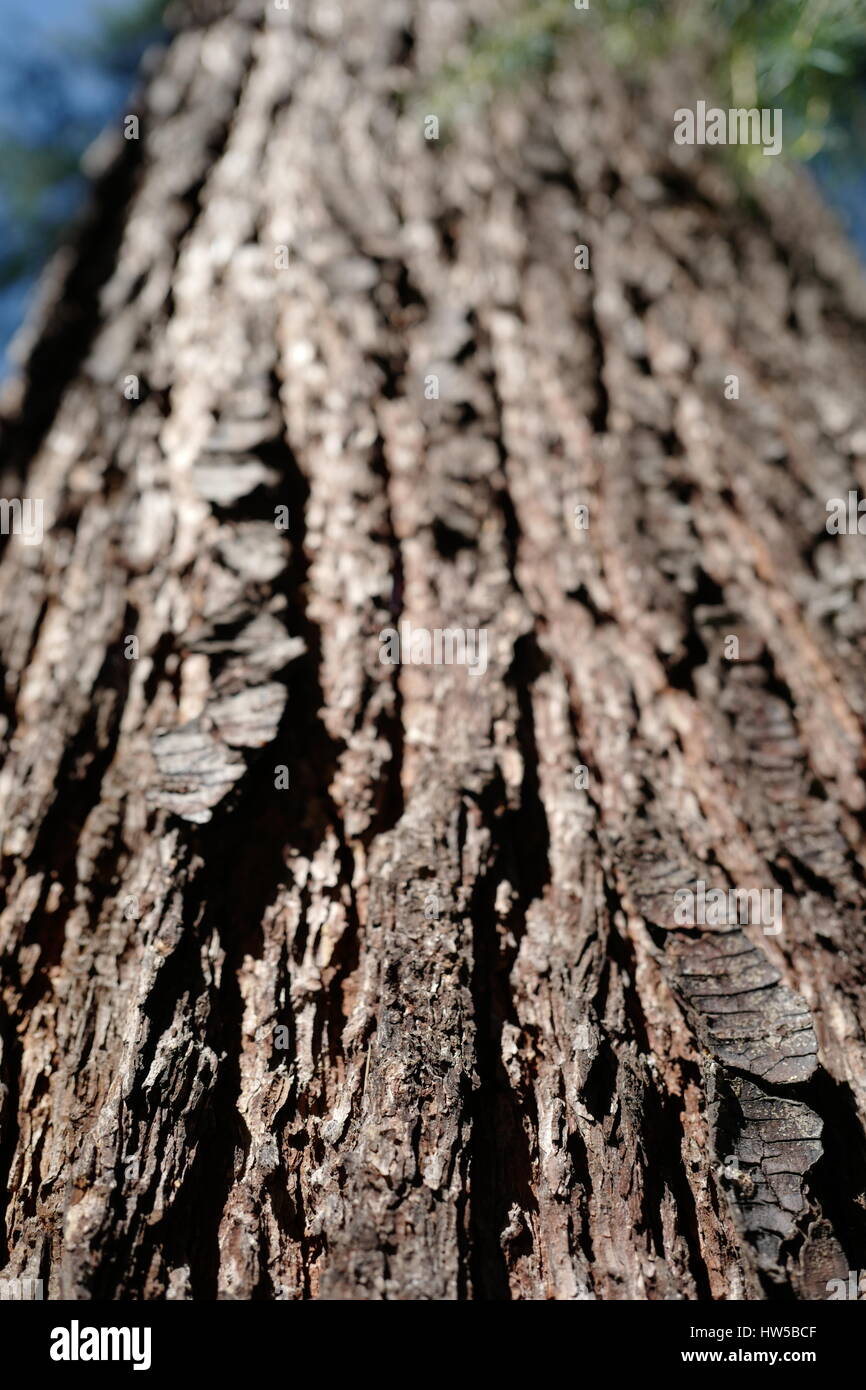 Tree Trunk Bark Stock Photo - Alamy