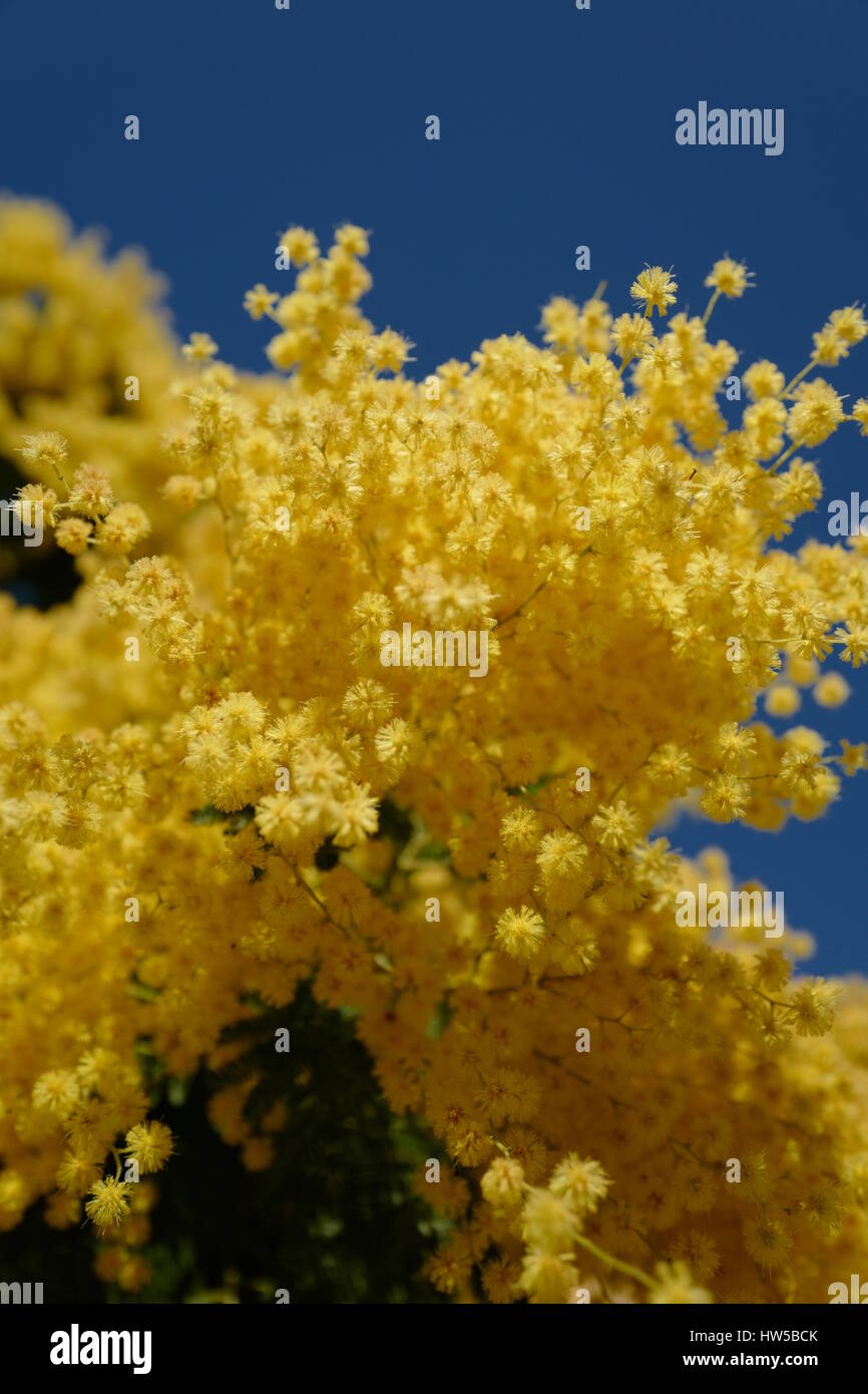 Mimosa Shrub / Bush Stock Photo - Alamy