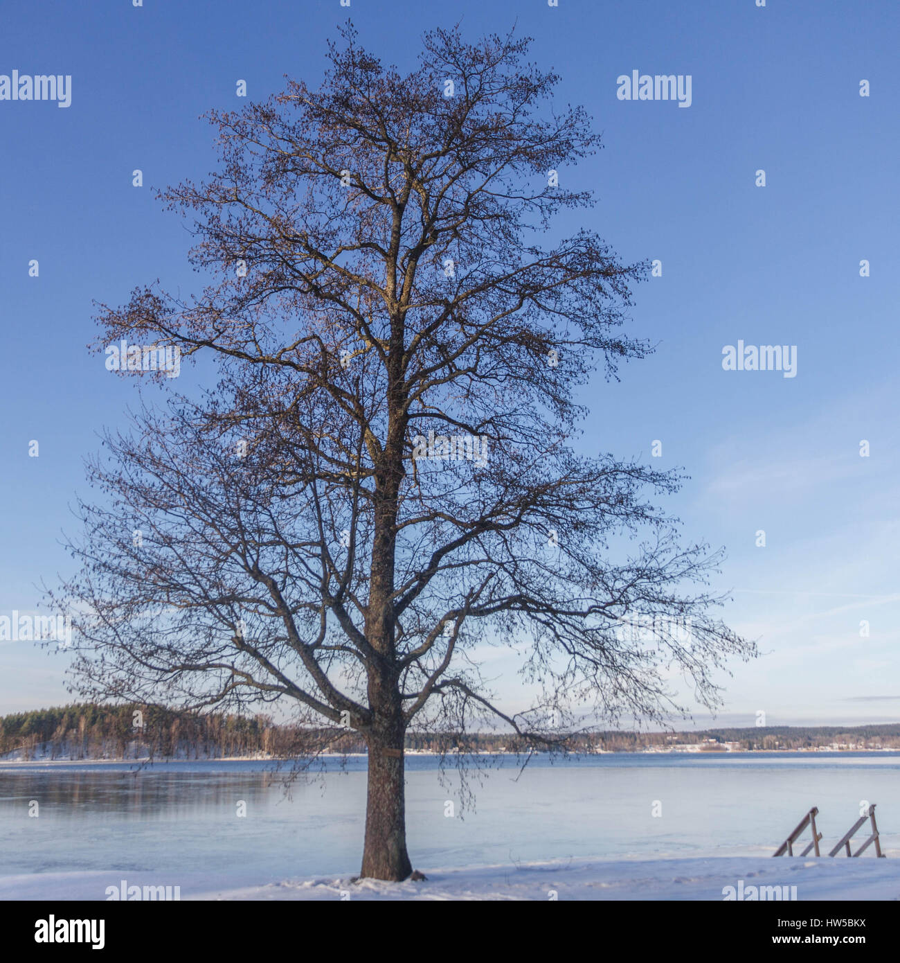 Winter tree, Sweden Stock Photo - Alamy