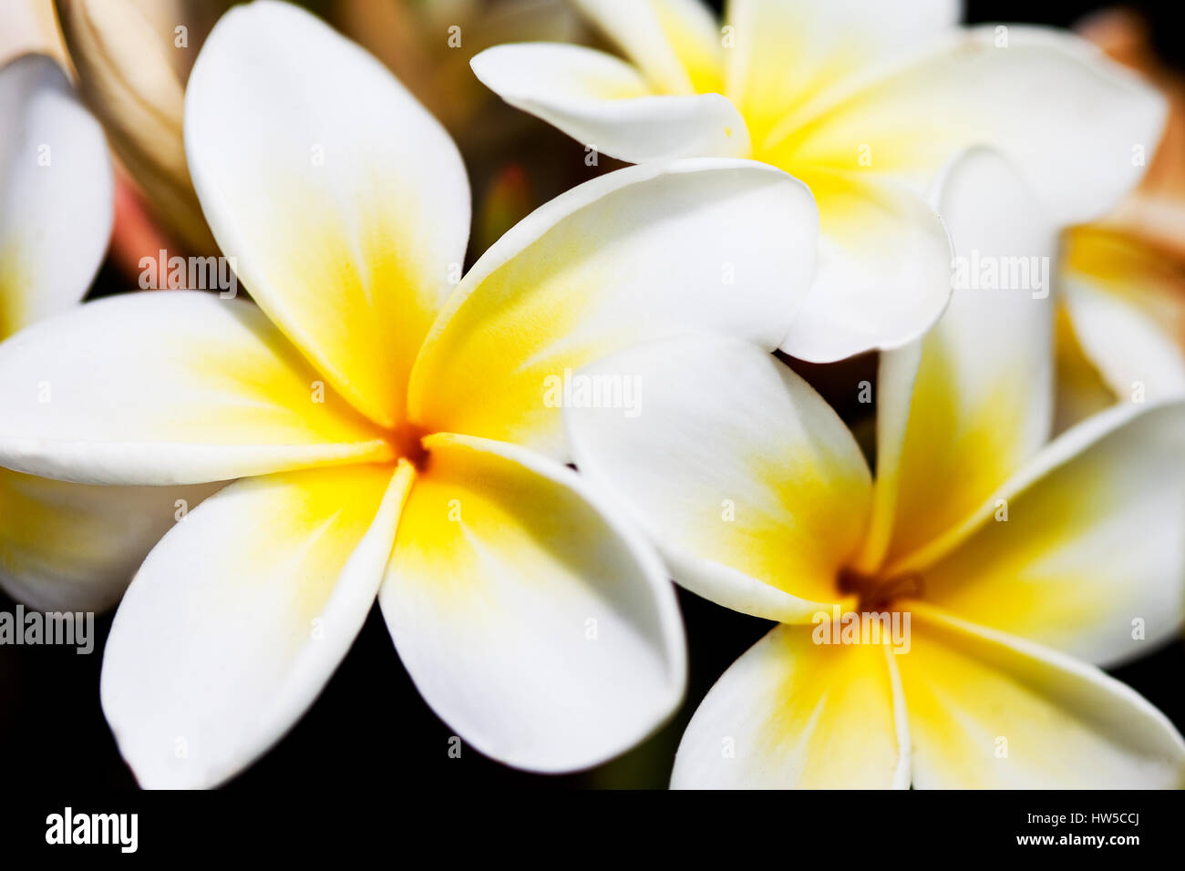 Australian frangipani tree hi-res stock photography and images - Alamy