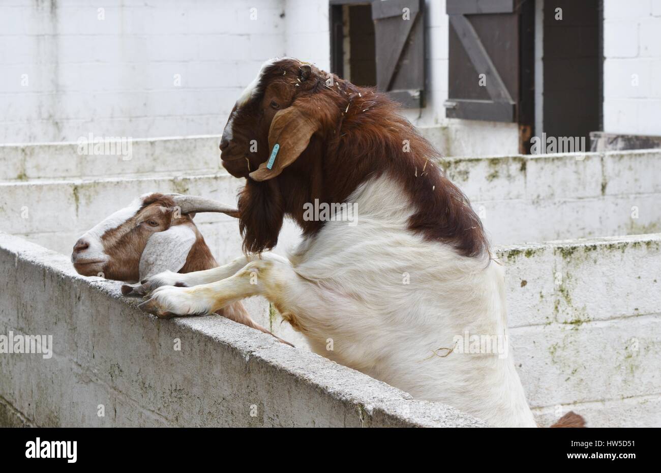 Goat looking over a wall hi-res stock photography and images - Alamy