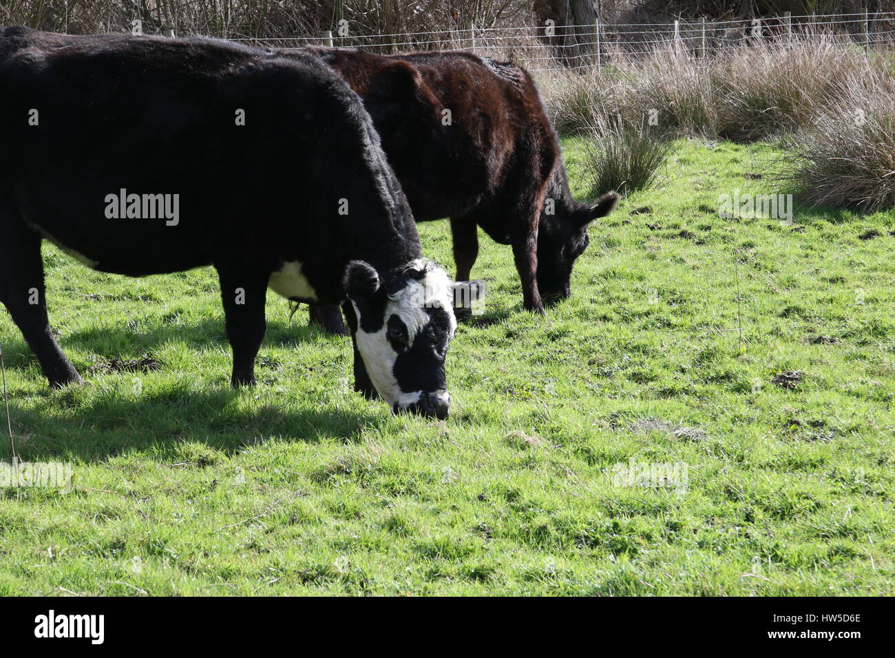 Two cows eating grass hi-res stock photography and images - Alamy