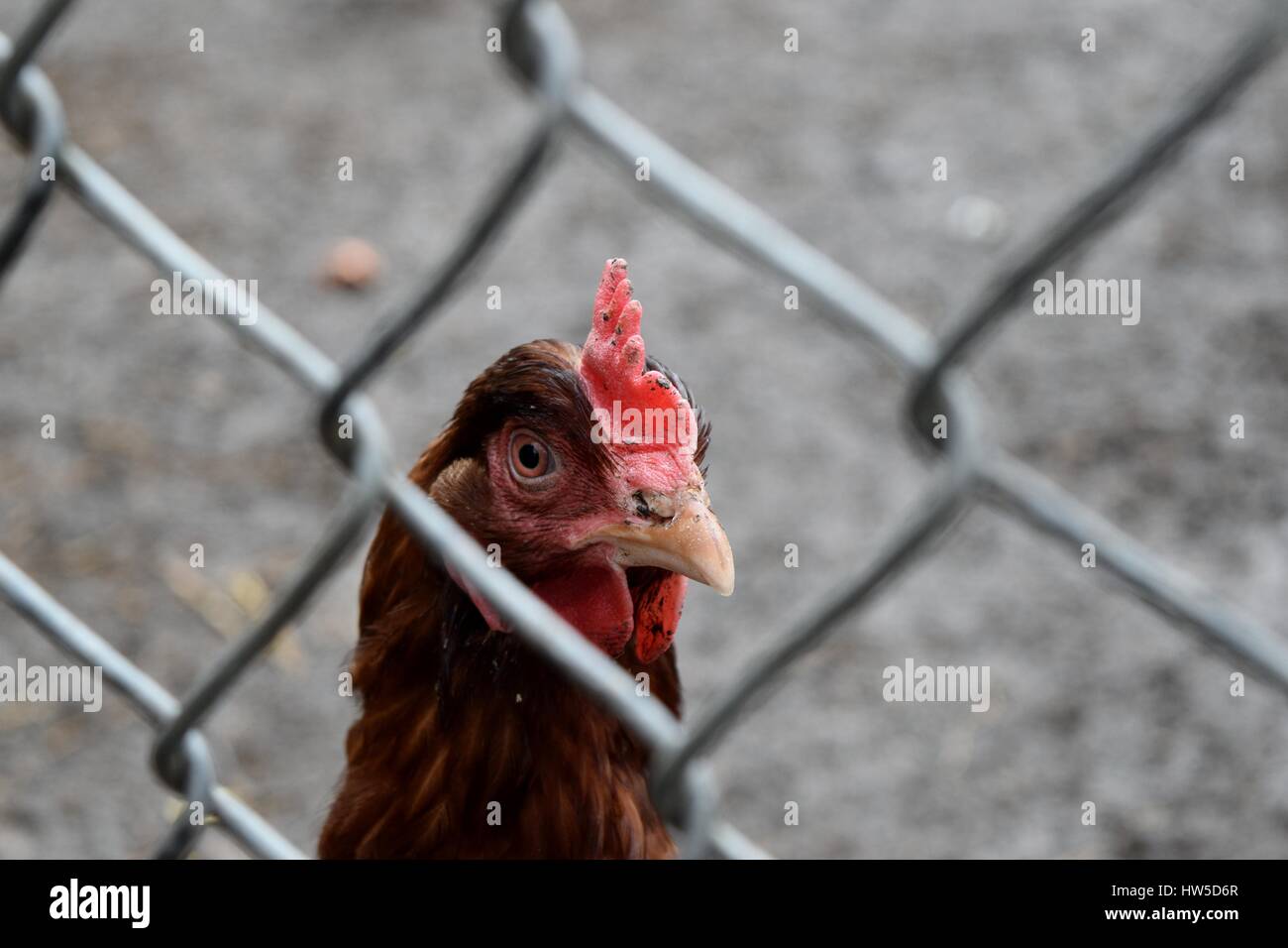 Cool chicken pictures hi-res stock photography and images - Alamy