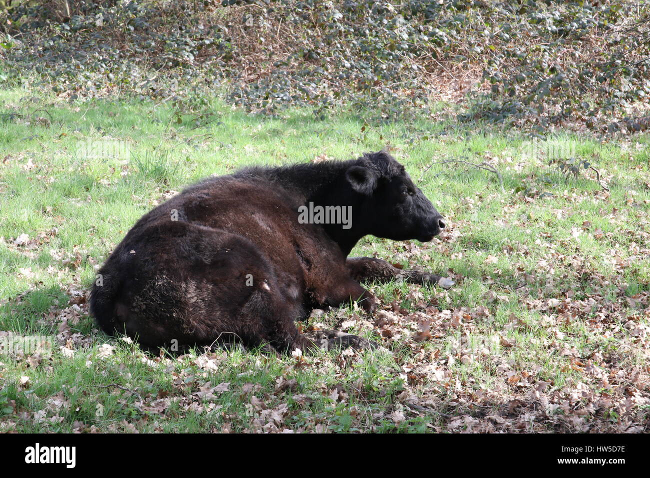 Cow laying down hi-res stock photography and images - Alamy