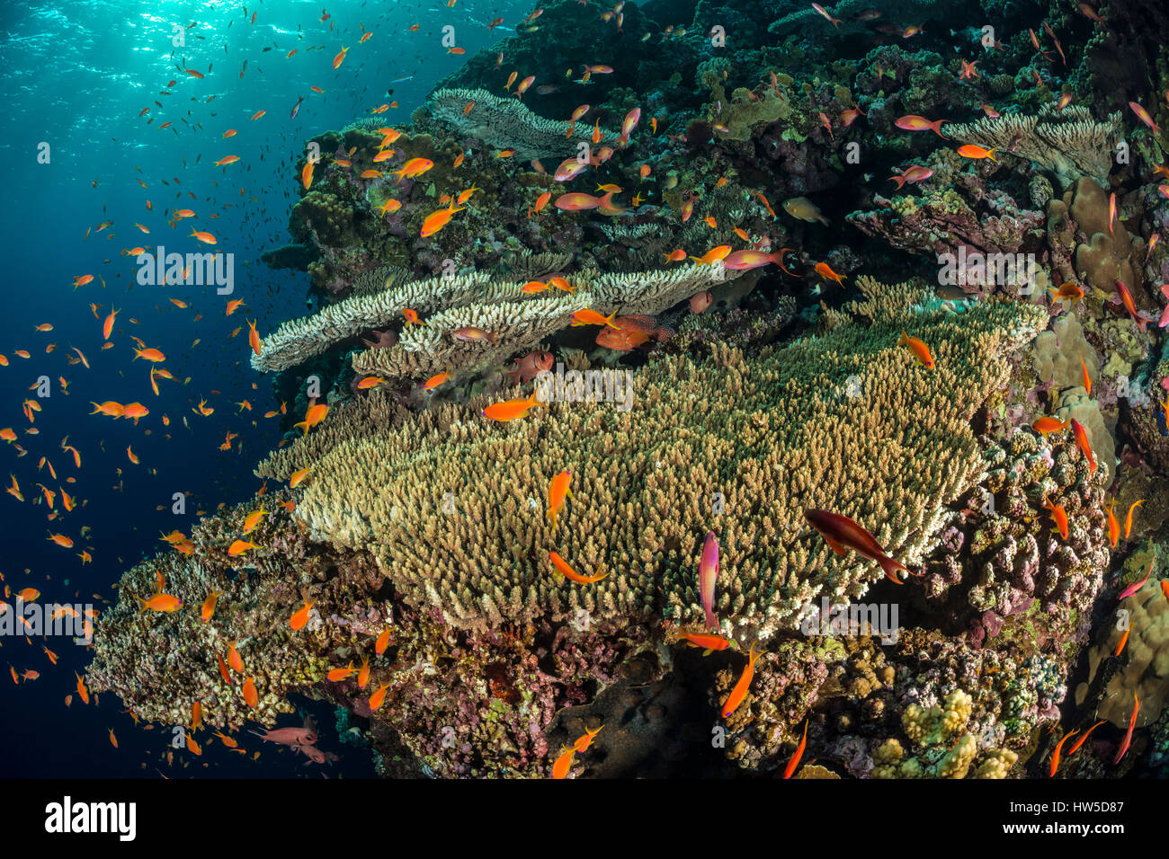 Lyretail Anthias over Coral Reef, Pseudanthias squamipinnis, Elphinstone Reef, Red Sea, Egypt ...