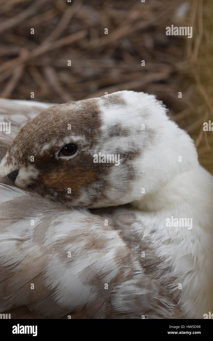 Duck at rest Stock Photo - Alamy