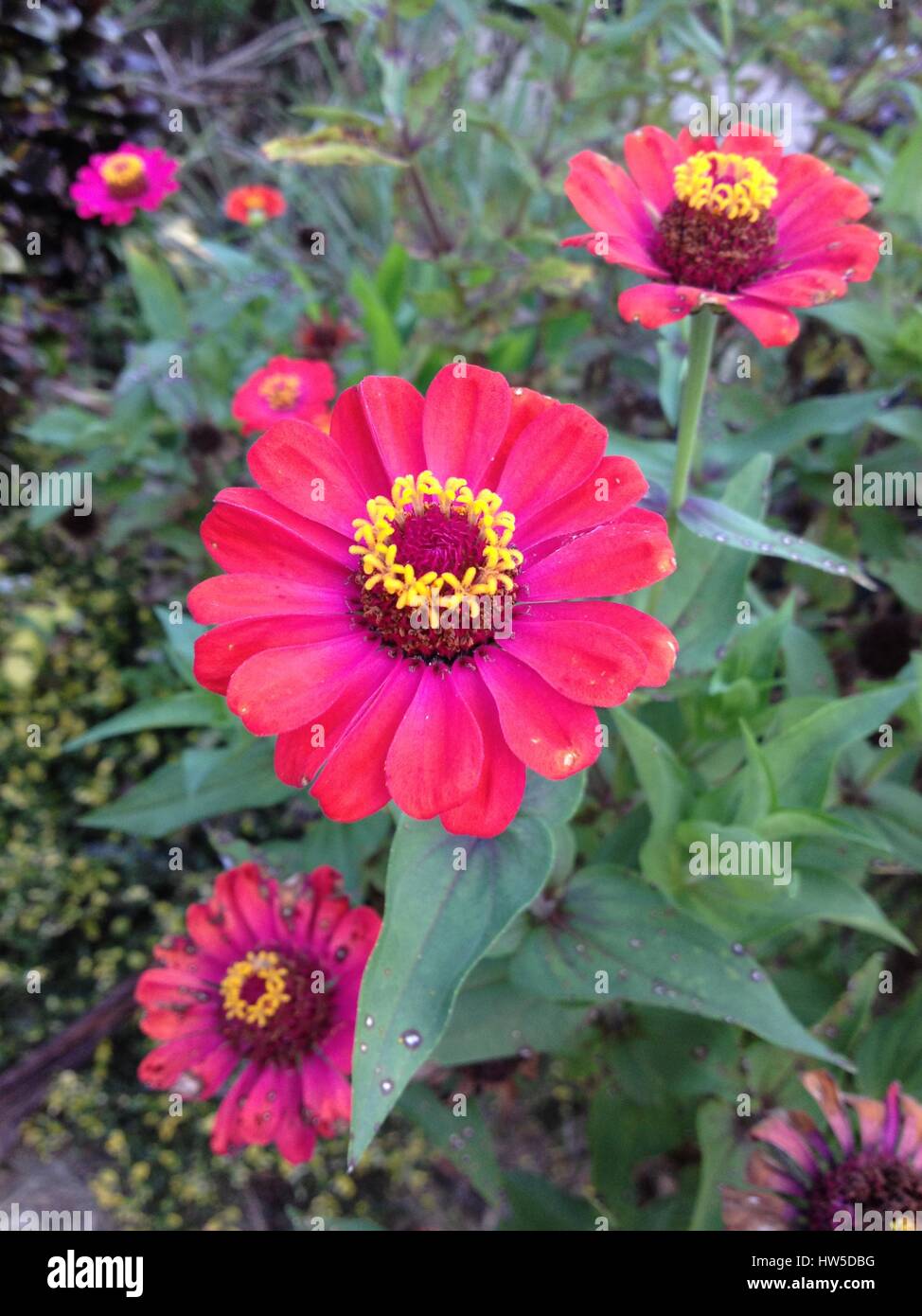 flowers and nature Stock Photo - Alamy