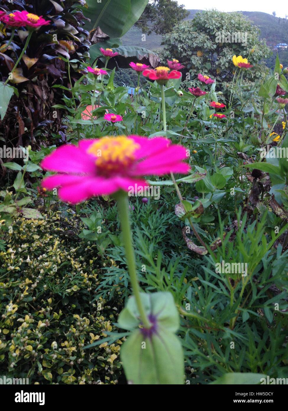 flowers and nature Stock Photo - Alamy