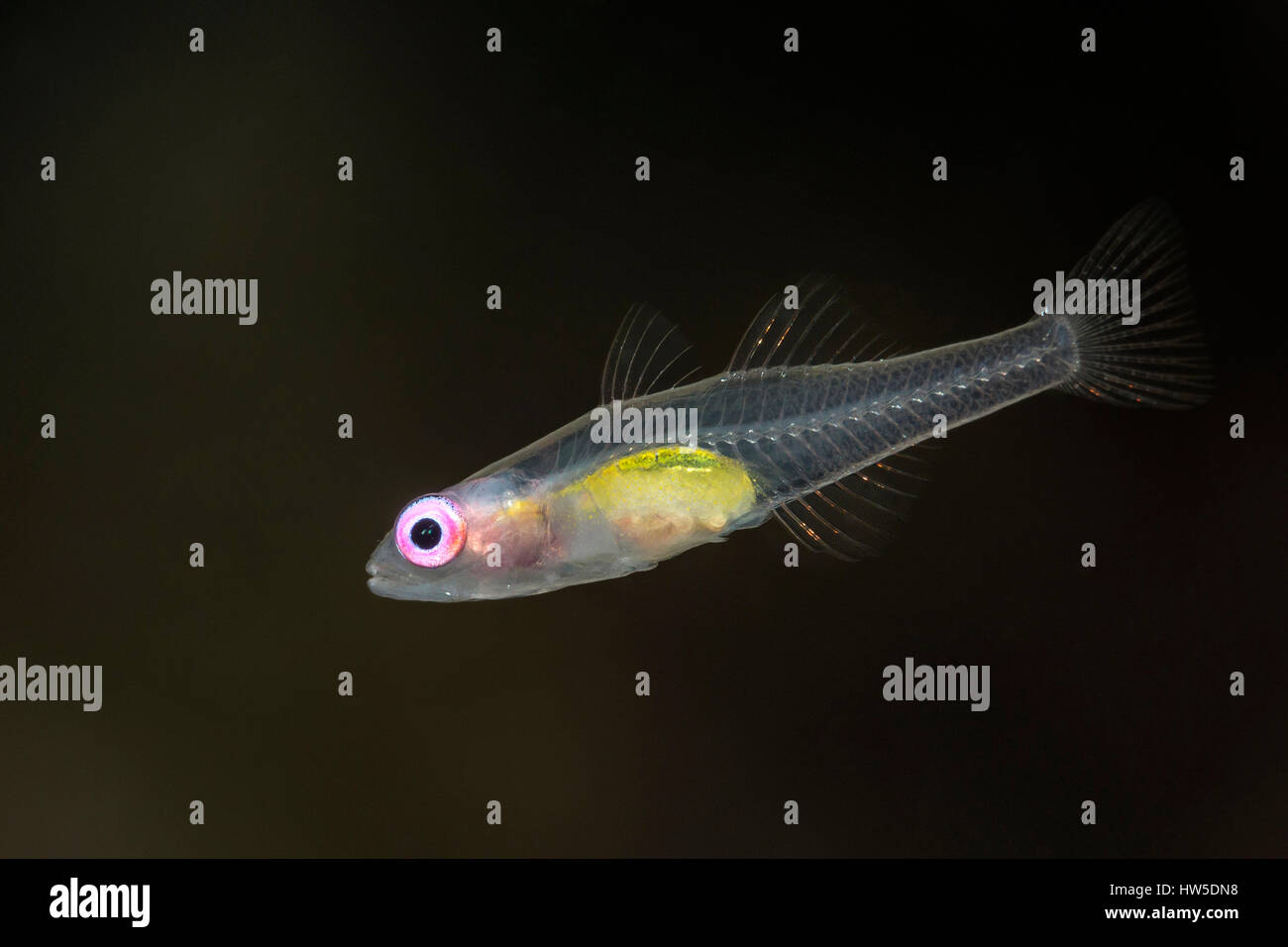 Bryaninops natans hi-res stock photography and images - Alamy