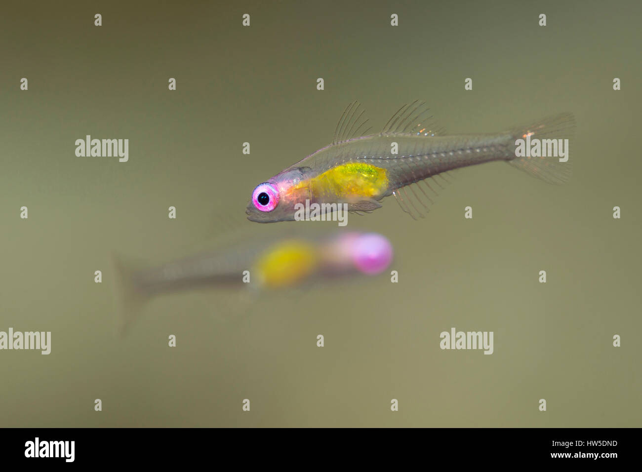 Redeye Goby, Bryaninops natans, Marsa Alam, Red Sea, Egypt Stock Photo ...