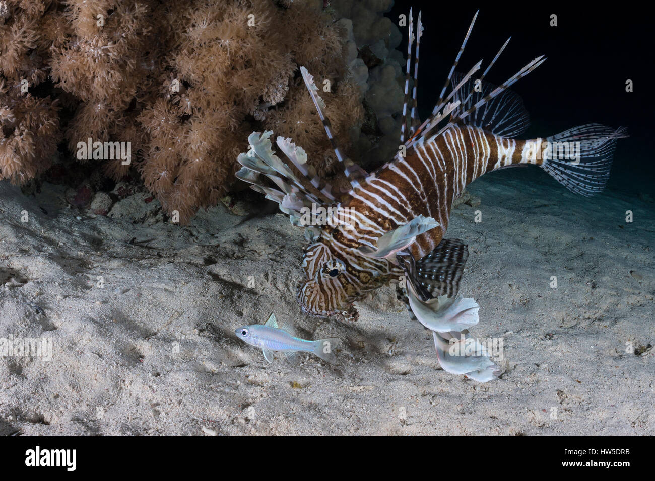 Red Lionfish hunting at Night, Pterois miles, Marsa Alam, Red Sea ...