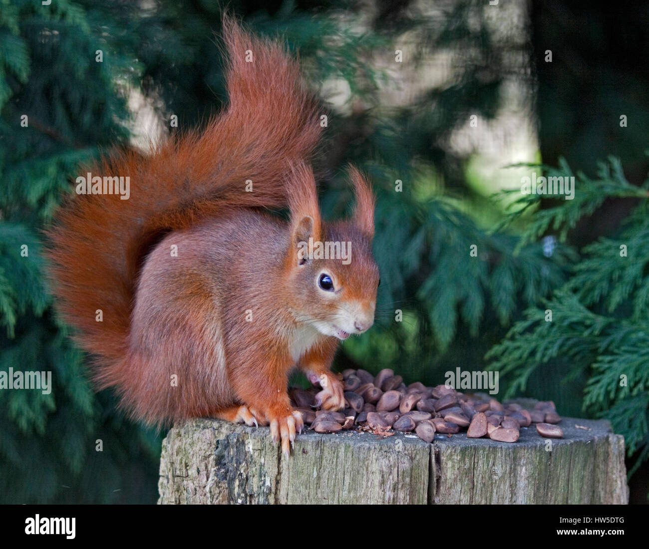 Red Squirrel (sciurus vulgaris) feeding Stock Photo - Alamy